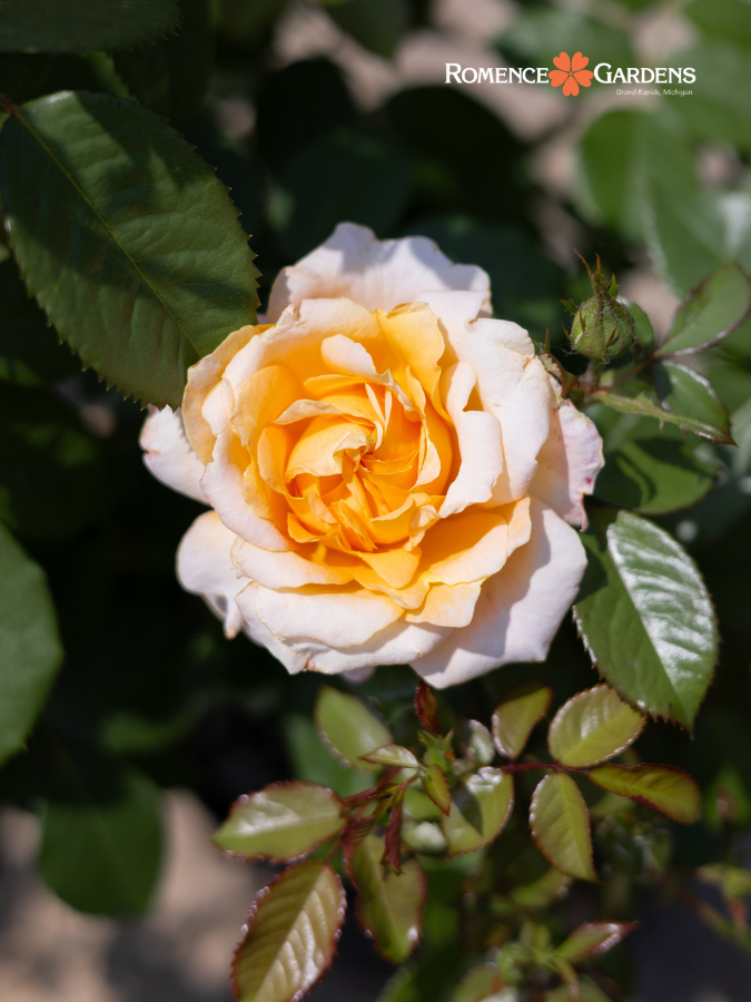 Rose 'Forever Amber™' – Romence Gardens & Greenhouses