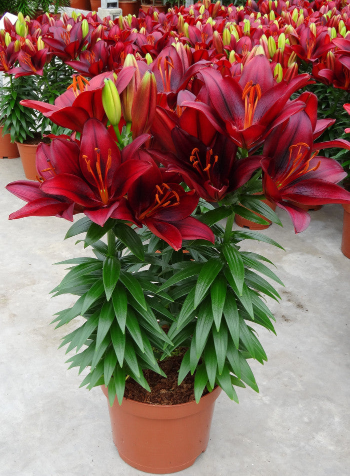 Lily Asiatic Lily Looks™ 'Tiny Rocket' – Romence Gardens & Greenhouses
