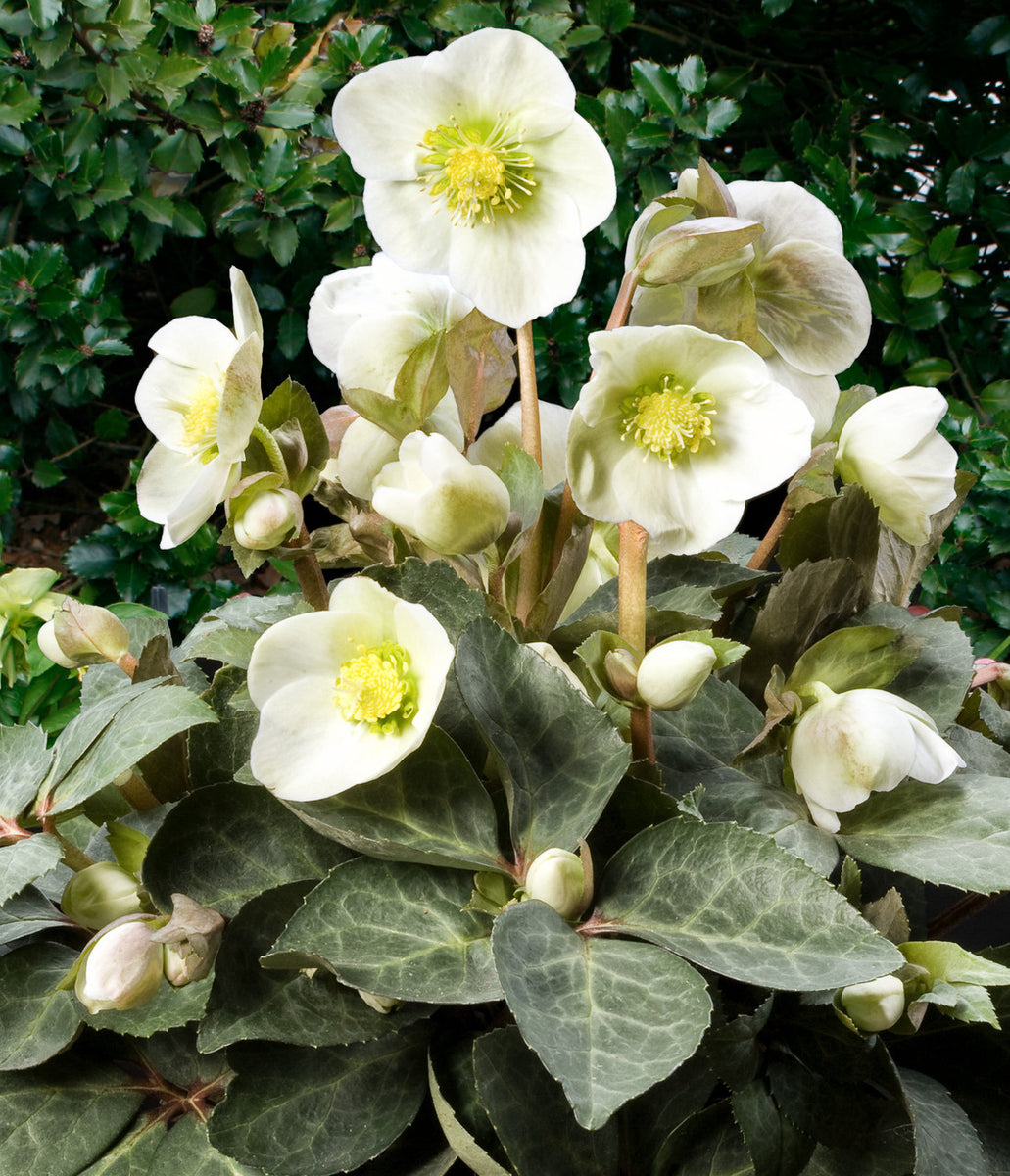 Helleborus Gold Collection® 'Spring Party' – Romence Gardens & Greenhouses