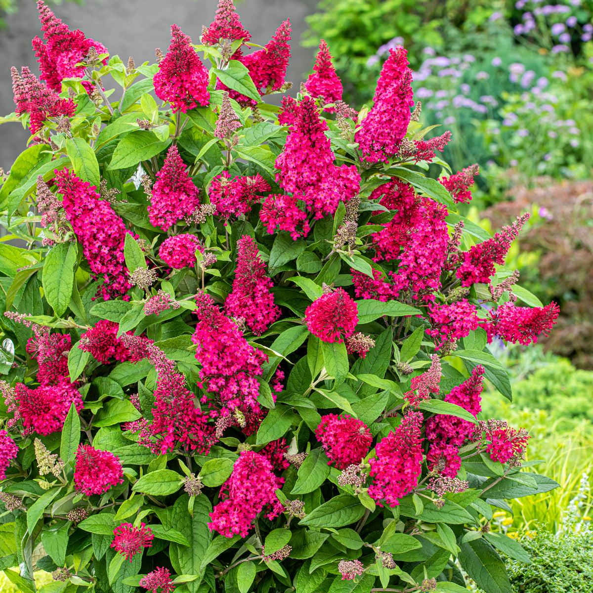 Buddleia Davidii Butterfly Candy® 'Lil Raspberry™' – Romence Gardens ...