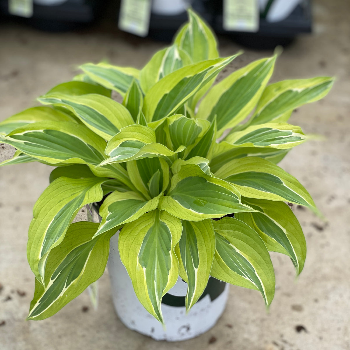 Hosta 'Yellow Polka Dot Bikini' – Romence Gardens & Greenhouses