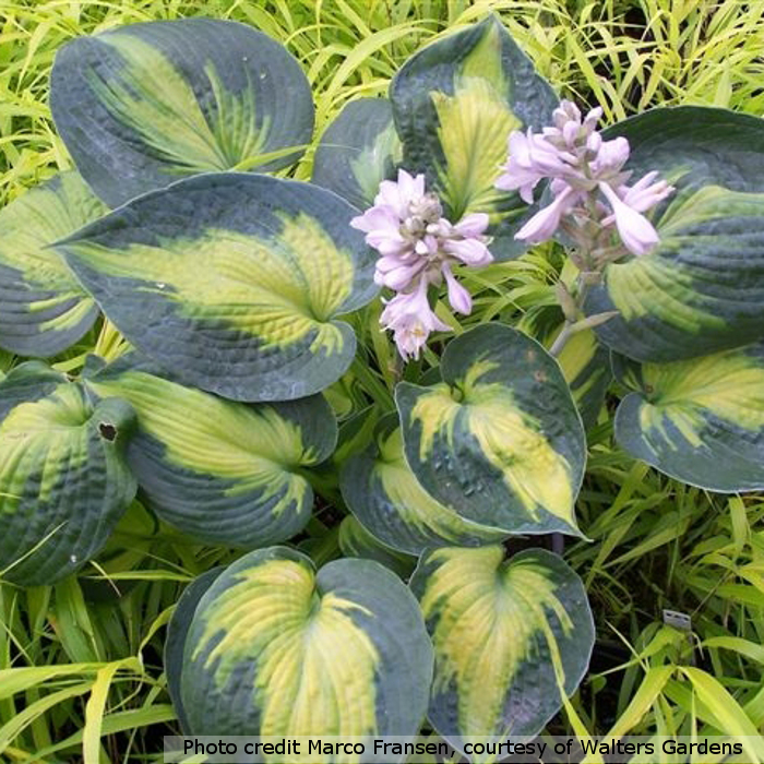 Hosta 'Heat Wave' – Romence Gardens & Greenhouses