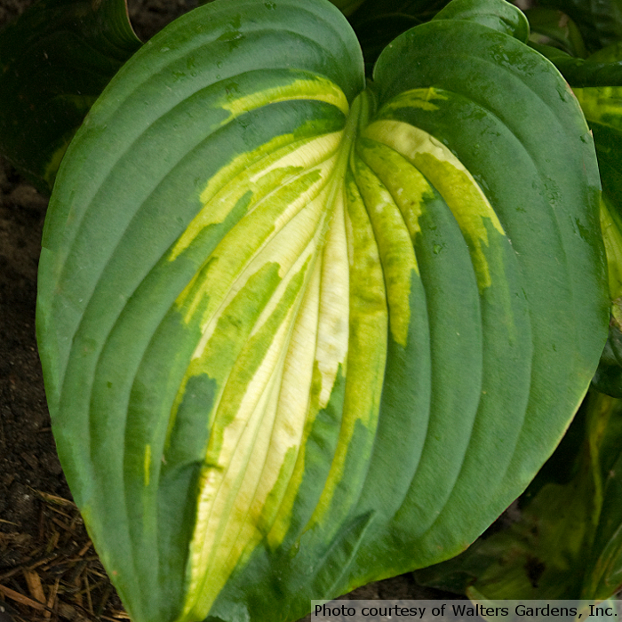 Hosta 'Heat Wave' – Romence Gardens & Greenhouses