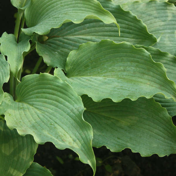 Hosta 'Neptune' – Romence Gardens & Greenhouses