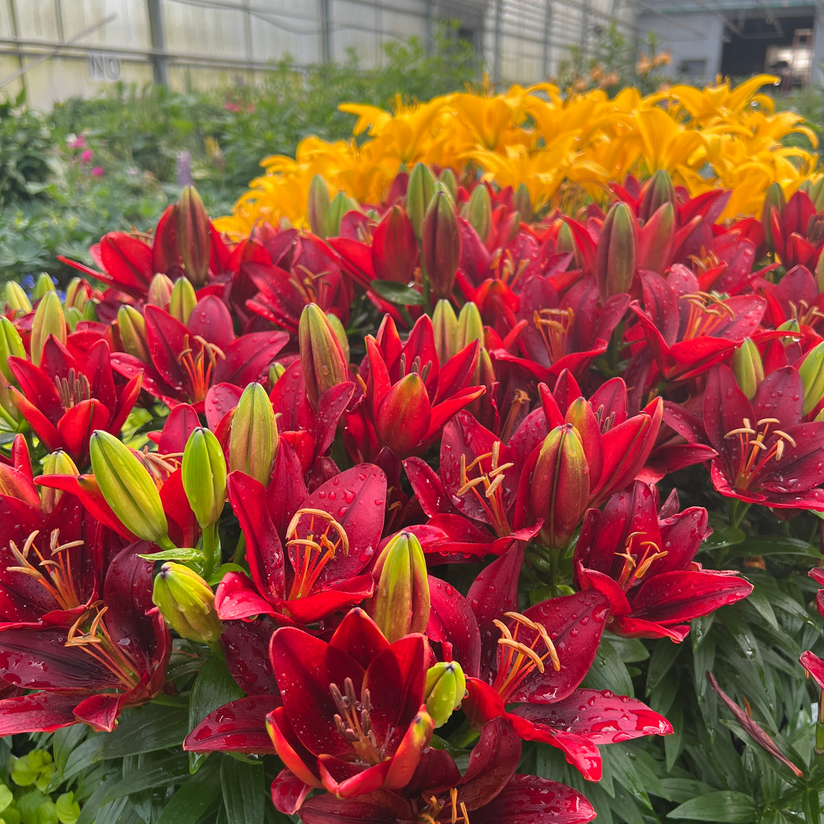 Lily Asiatic Lily Looks™ 'Tiny Rocket' – Romence Gardens & Greenhouses