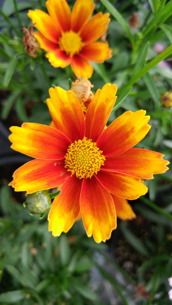 Coreopsis LI'L BANG™ Series 'Orange Elf' – Romence Gardens & Greenhouses