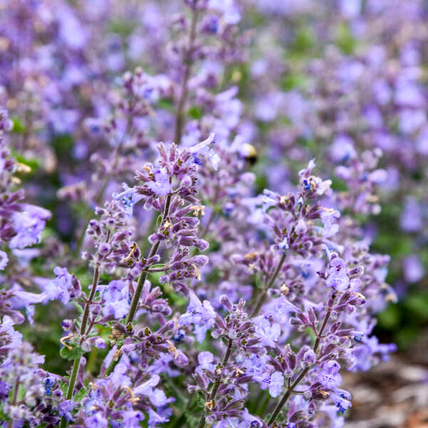 Nepeta hybrid Catwalk Queen – Romence Gardens & Greenhouses