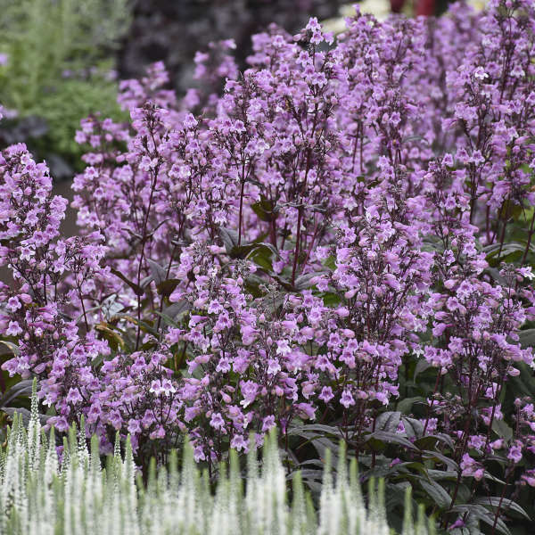 Penstemon hybrid 'Midnight Masquerade' – Romence Gardens & Greenhouses