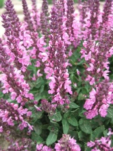 Salvia nemorosa 'Sensation Rose' – Romence Gardens & Greenhouses