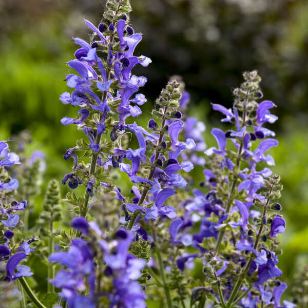 Salvia Hybrid Living Large™ 'Big Sky' – Romence Gardens & Greenhouses