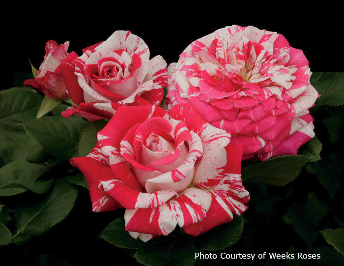 Rosa 'Neil Diamond' – Romence Gardens & Greenhouses