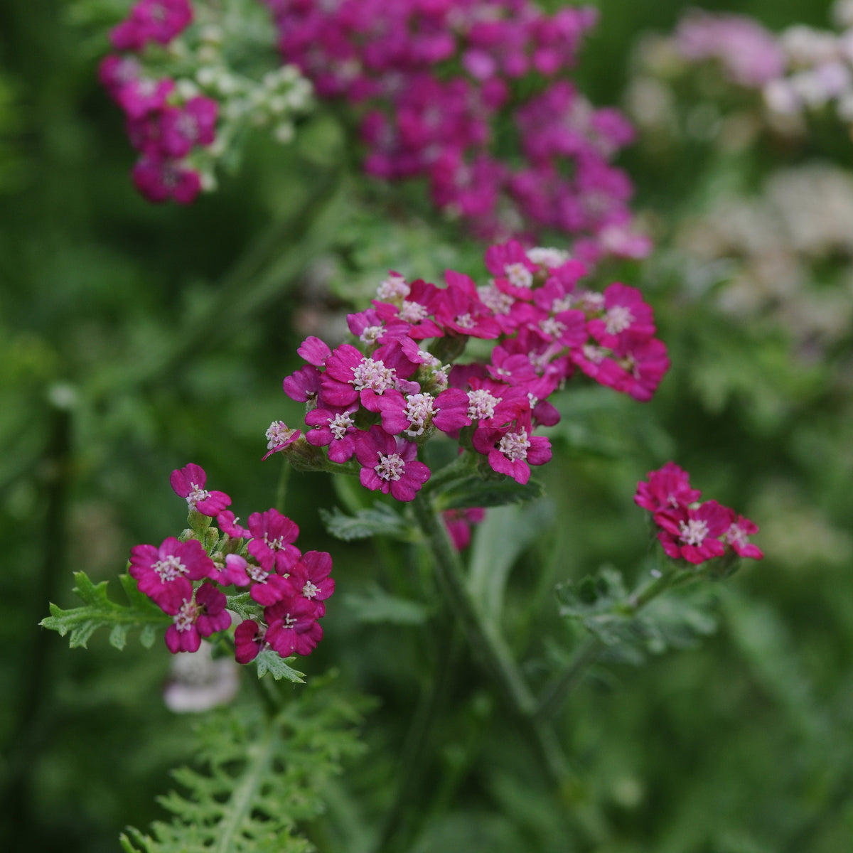 Achillea millefolium 'New Vintage™ Violet' – Romence Gardens & Greenhouses