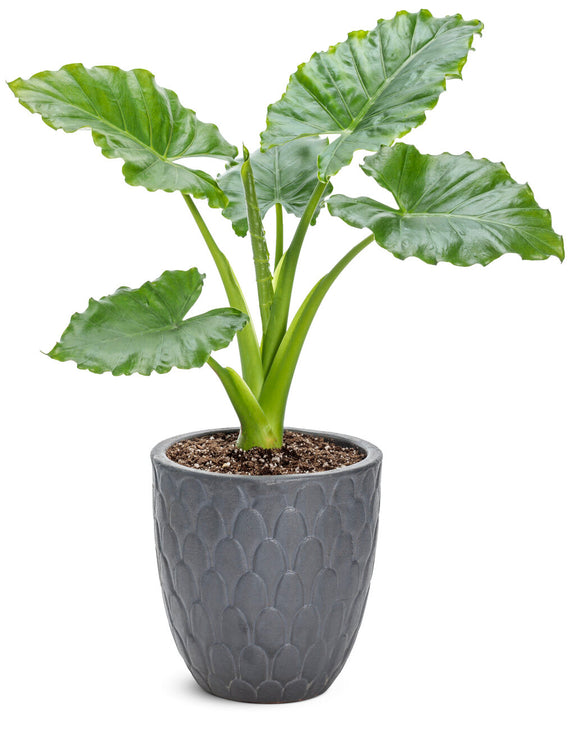 About Romence Gardens: A Family Owned Greenhouse – Romence Gardens ...