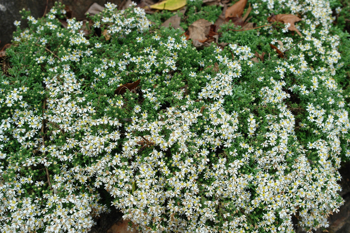 Aster ericoides 'Snow Flurry' – Romence Gardens & Greenhouses