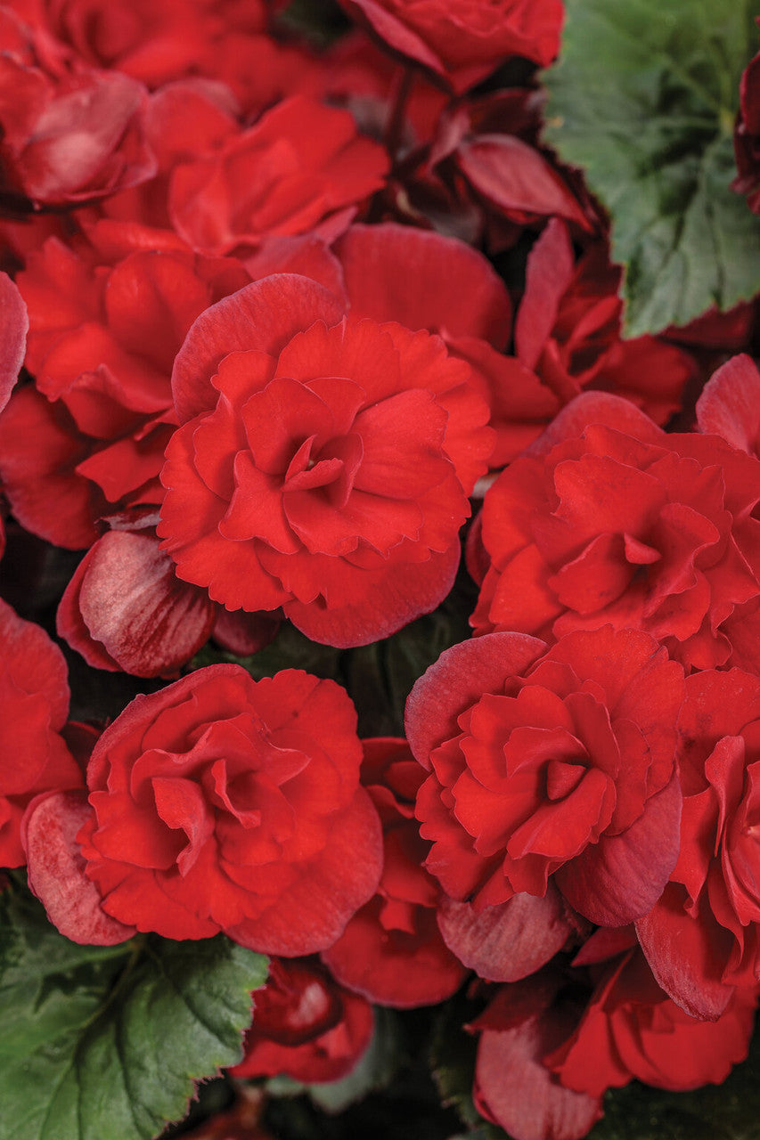 Scarlet Begonia