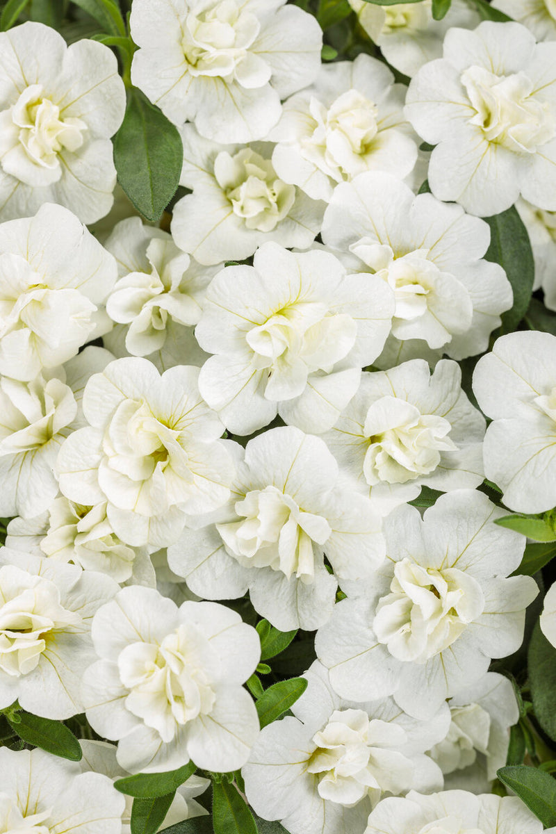 Calibrachoa hybrid 'Superbells® Double White' – Romence Gardens ...