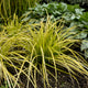 Carex oshimensis EverColor® 'Everillo' – Romence Gardens & Greenhouses