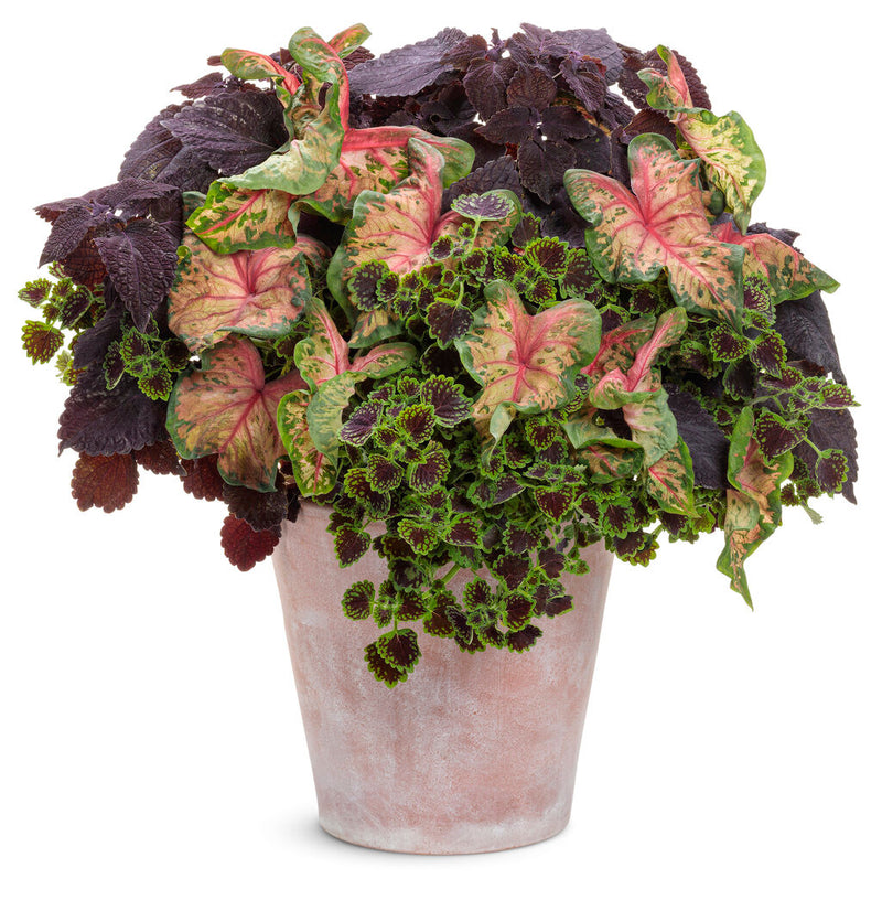 Coleus Solenostemon scutellarioides 'Colorblaze® Chocolate Drop ...