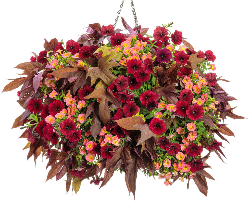 Calibrachoa hybrid 'Superbells® Coral Sun' – Romence Gardens & Greenhouses