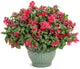 Cuphea procumbens 'Totally Tempted® Watermelon Wine™' – Romence Gardens ...