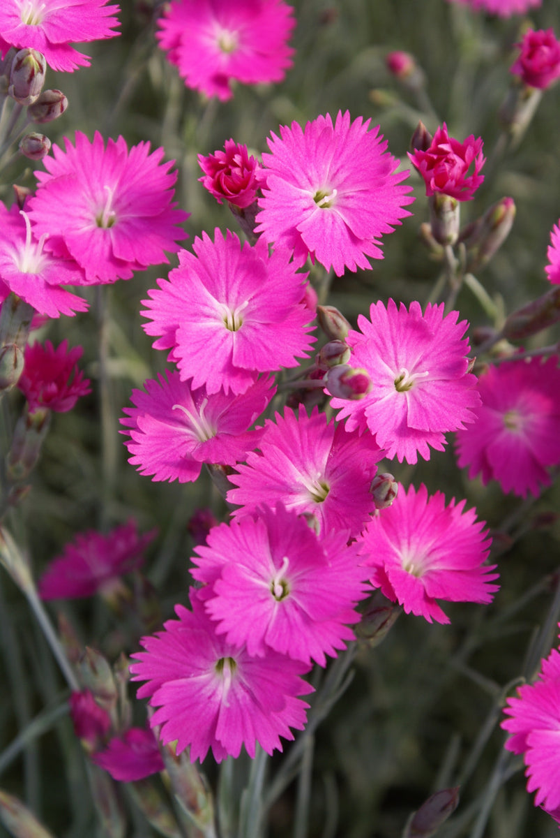 Dianthus gratianopolitanus 'Fire Witch' – Romence Gardens & Greenhouses
