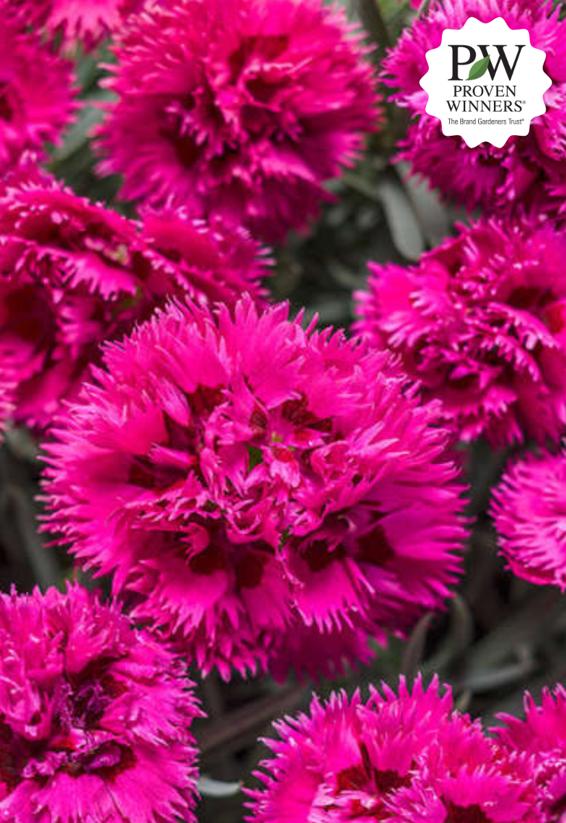 Dianthus FRUIT PUNCH® 'Spiked Punch' – Romence Gardens & Greenhouses