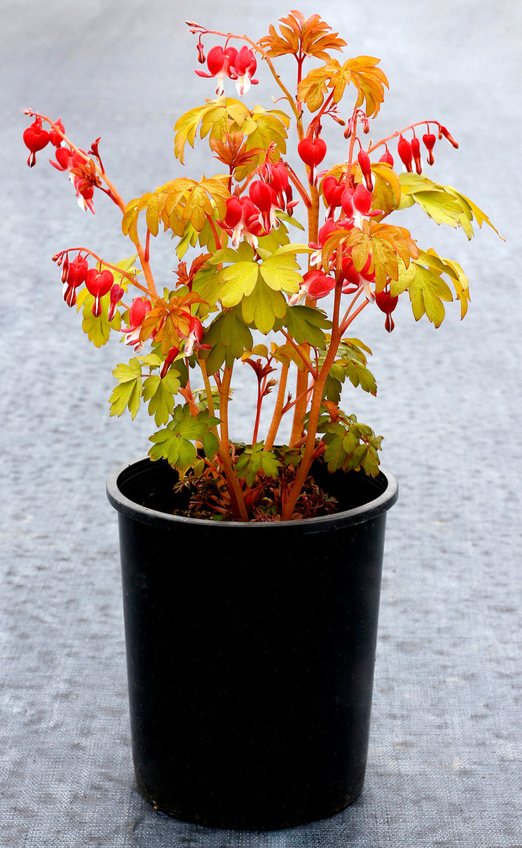 Dicentra spectabilis ‘Ruby Gold’ – Romence Gardens & Greenhouses