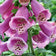 Digitalis hybrida 'Camelot Rose' – Romence Gardens & Greenhouses