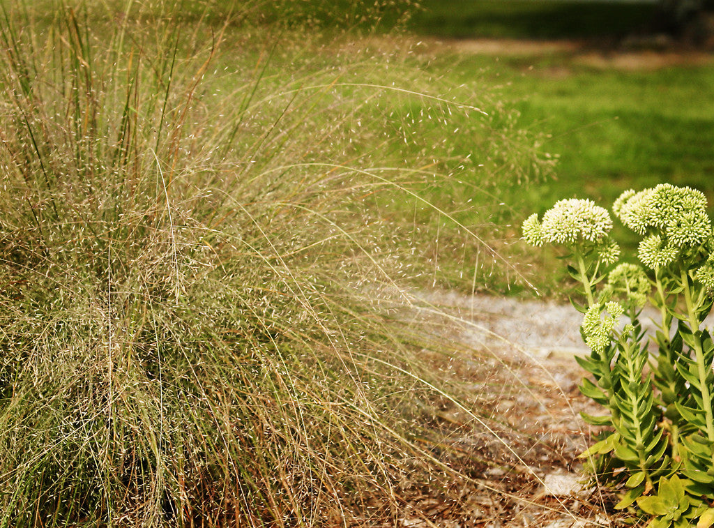 Eragrostis spectabilis – Romence Gardens & Greenhouses