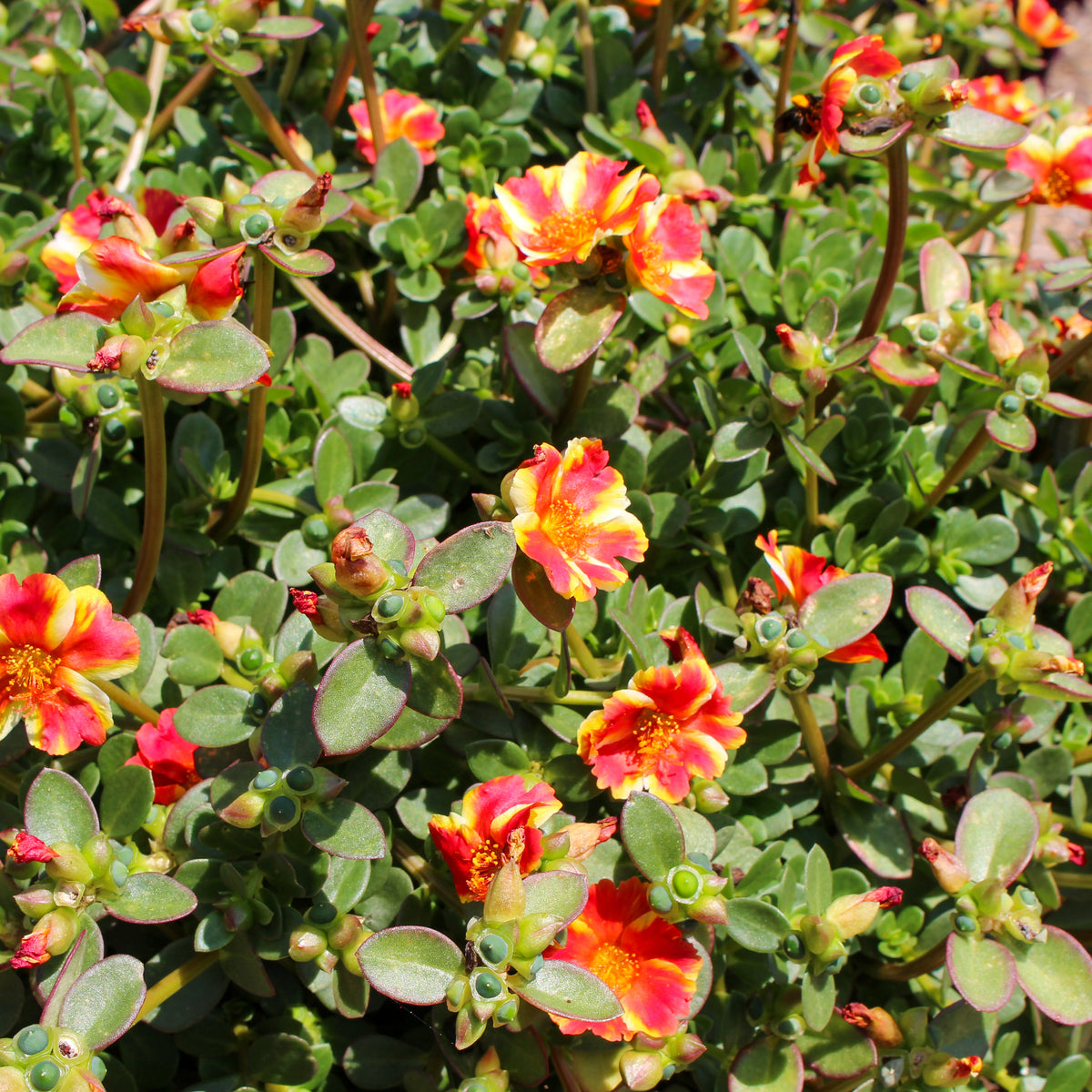 Portulaca oldracea 'Mega Pazzaz™ Papaya Twist' – Romence Gardens ...