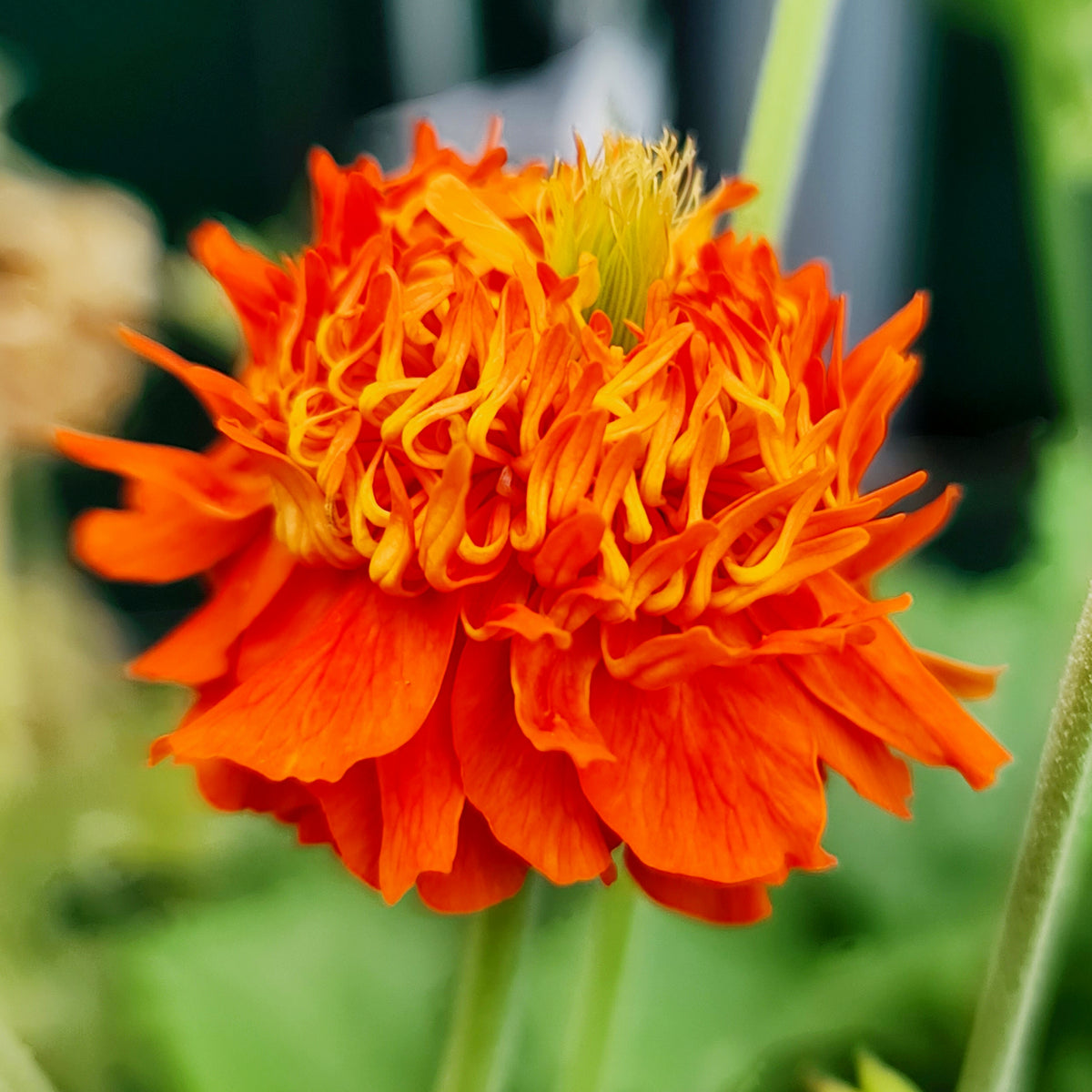 Geum coccineum 'Pumpkin Orange' – Romence Gardens & Greenhouses