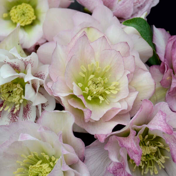 Helleborus WEDDING PARTY® 'Flower Girl' – Romence Gardens & Greenhouses