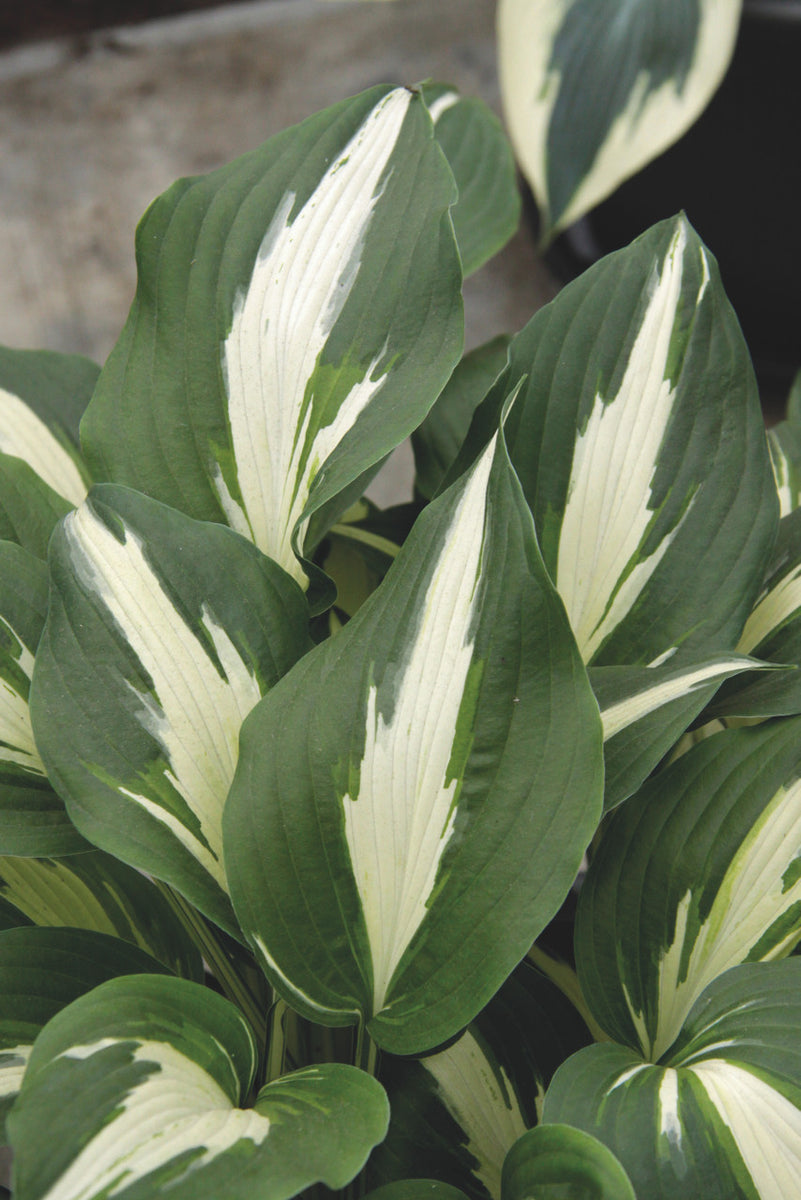 Hosta 'Afterglow' – Romence Gardens & Greenhouses