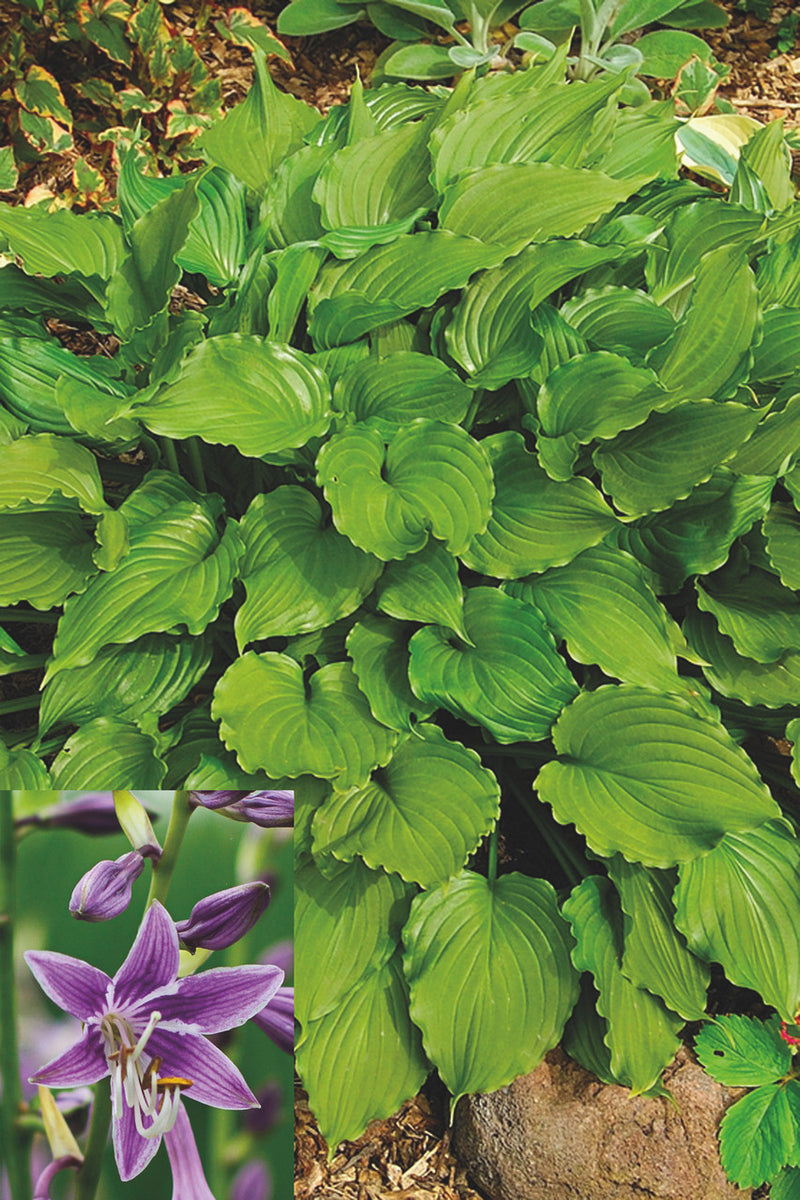 Hosta 'Purple Scentsation' – Romence Gardens & Greenhouses