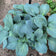 Hosta 'Silver Bullet' – Romence Gardens & Greenhouses