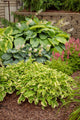 Hosta Shadowland® 'Wheee!' – Romence Gardens & Greenhouses