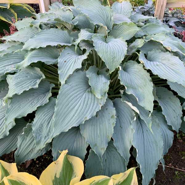 Hosta 'Afterglow' – Romence Gardens & Greenhouses