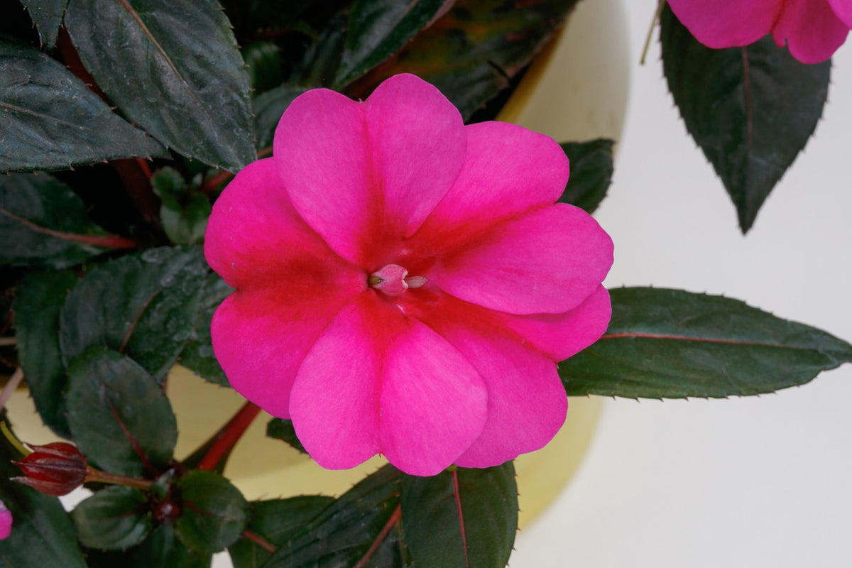 Impatiens SunPatiens® Compact Purple Candy – Romence Gardens & Greenhouses