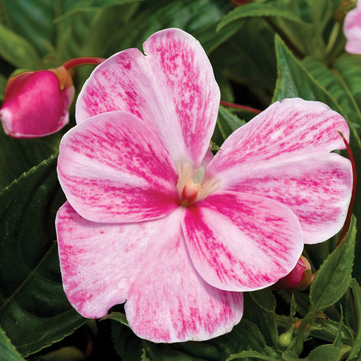 New Guinea Impatiens 'Sonic Pink Magic' – Romence Gardens & Greenhouses
