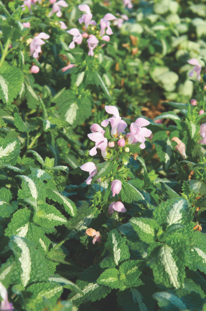Lamium maculatum 'Shell Pink' – Romence Gardens & Greenhouses