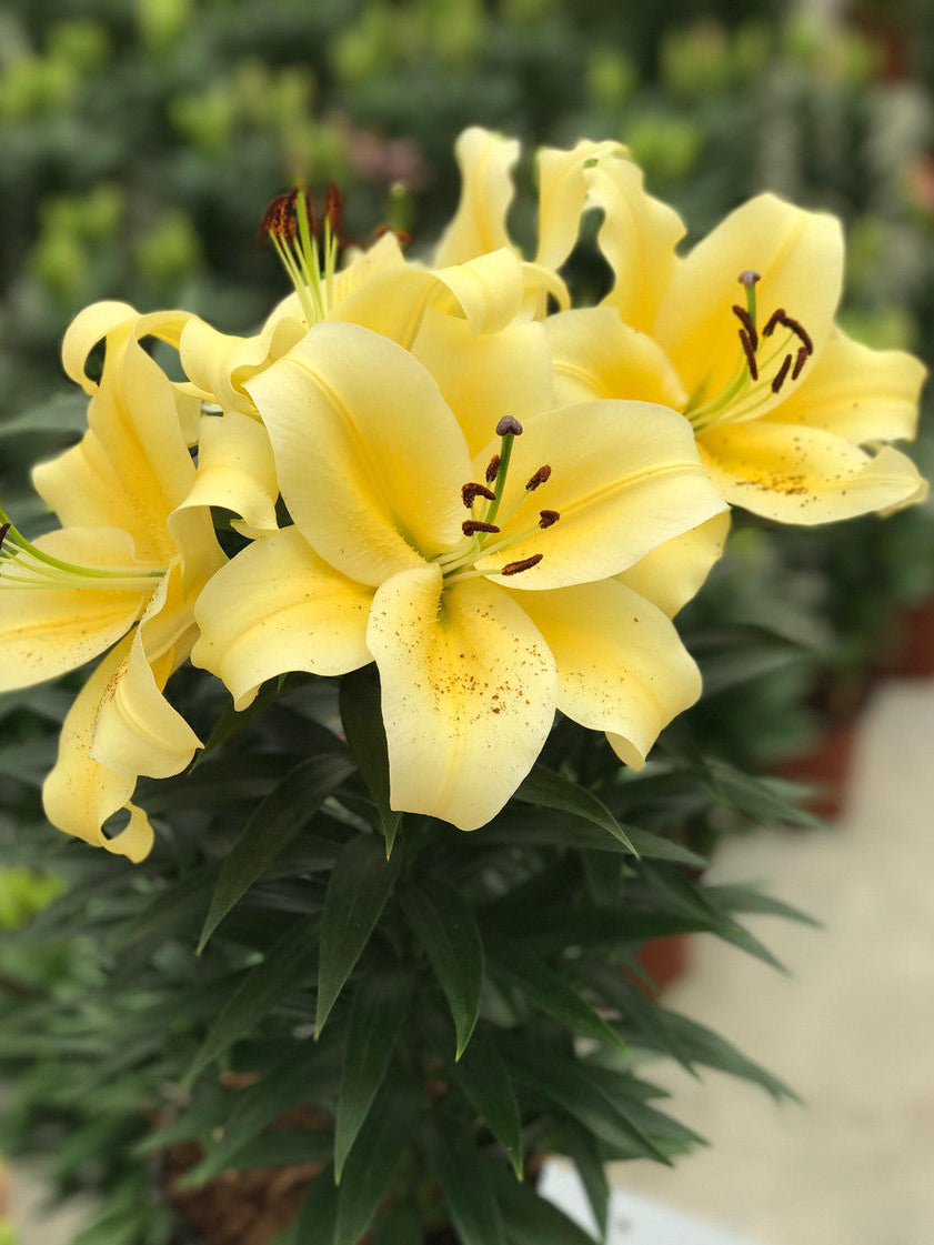 Lily Oriental Lily Looks™ 'Sunny Bliss' – Romence Gardens & Greenhouses