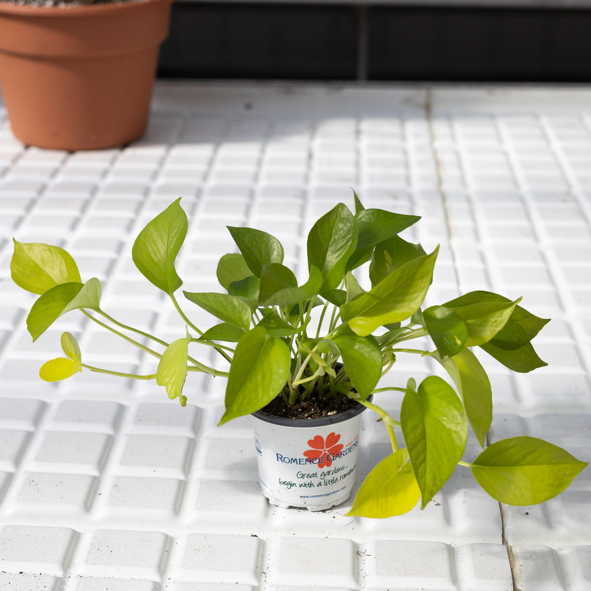 Pothos Assorted - Neon Green Pothos – Romence Gardens & Greenhouses