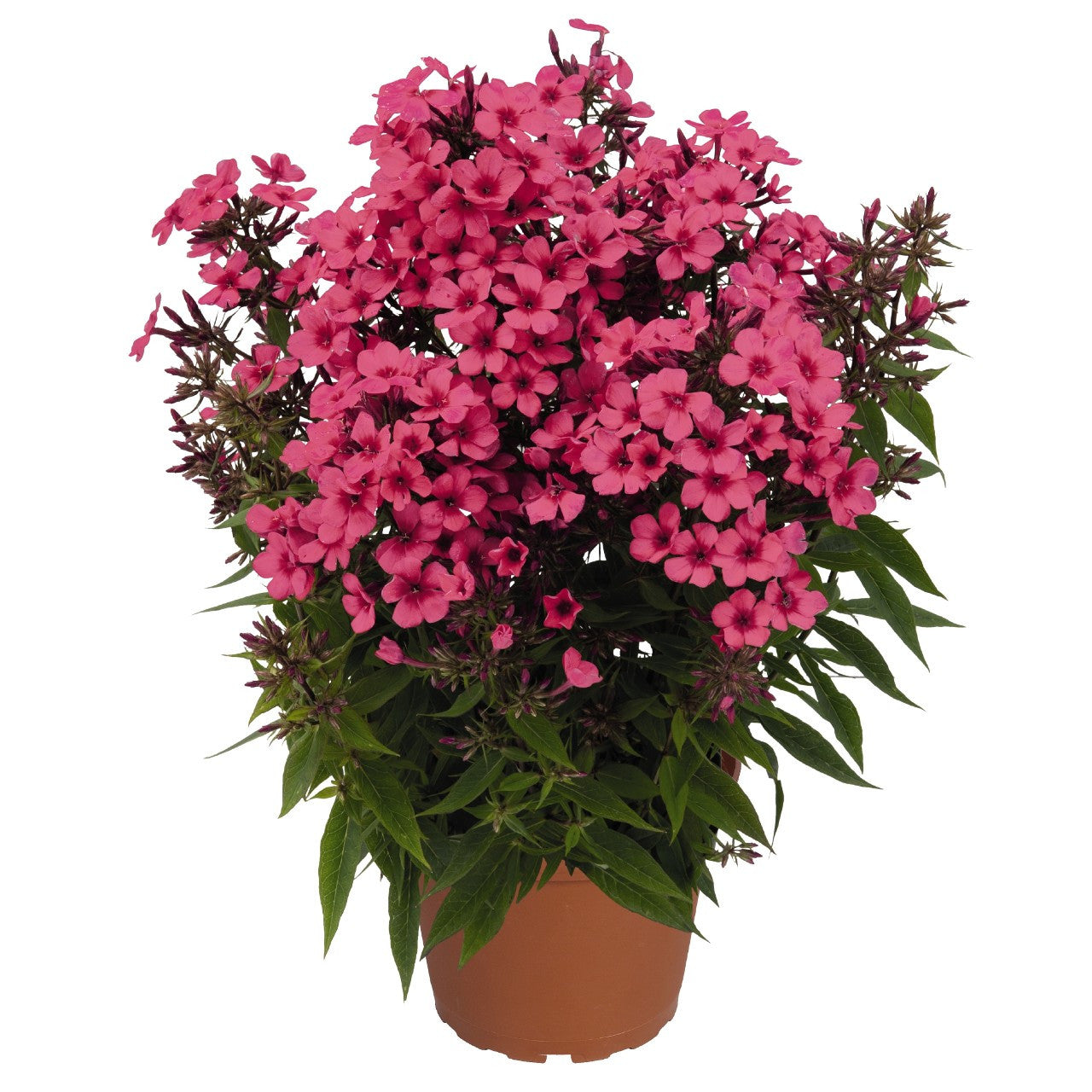 Phlox paniculata 'Flame™ Coral' – Romence Gardens & Greenhouses