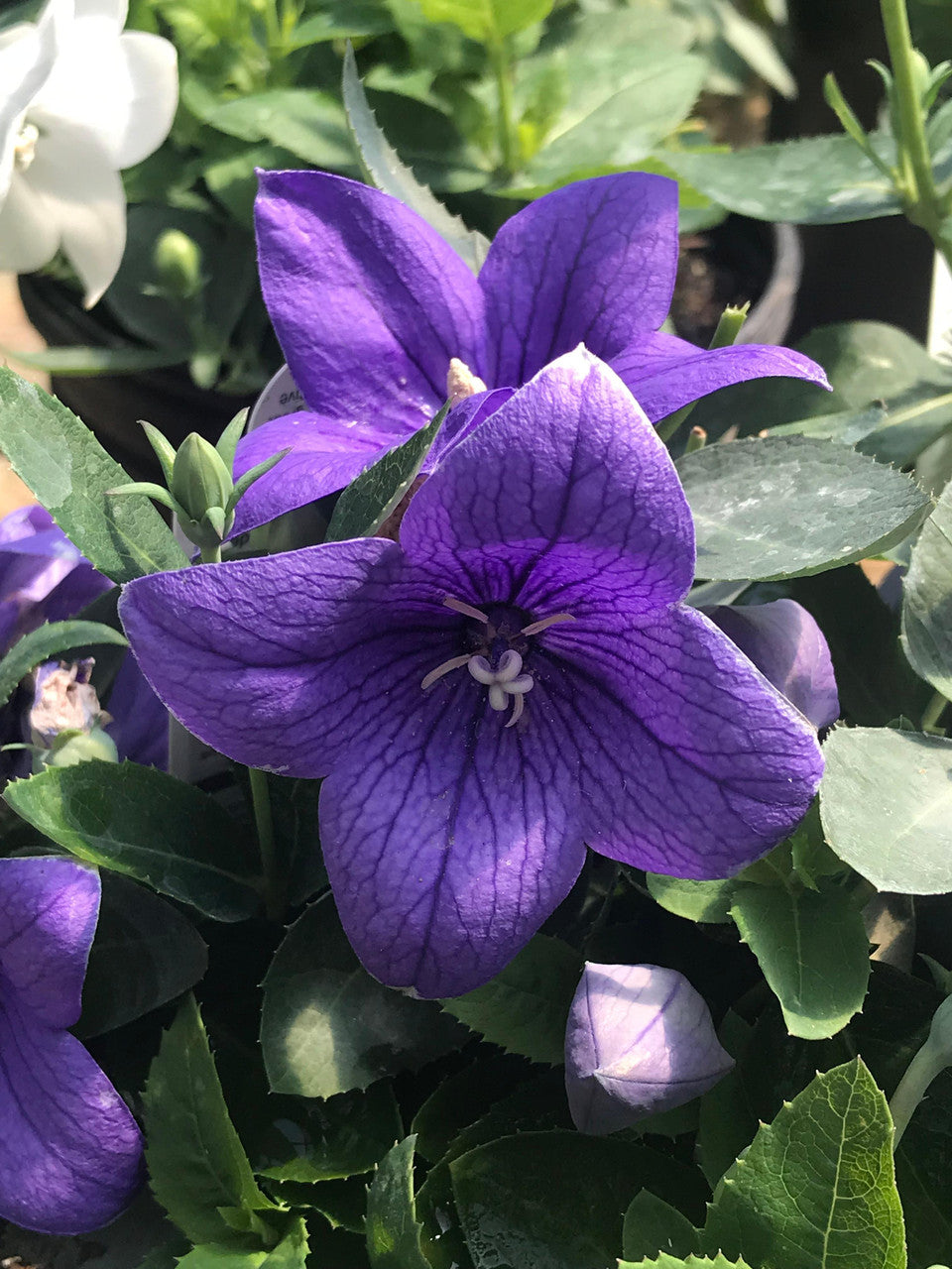 Platycodon Grandiflorus Pop Star Blue Romence Gardens Greenhouses platycodon-grandiflorus-pop-star-blue-romence-gardens-greenhouses