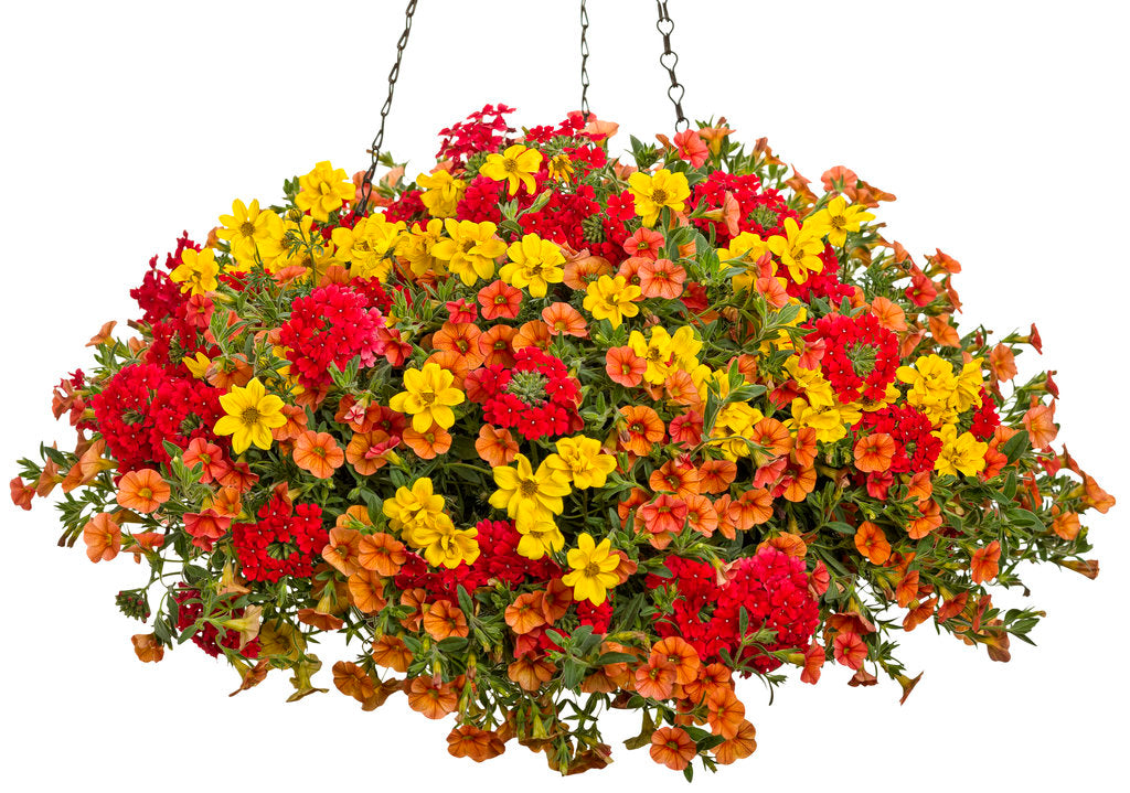 Proven Winners® 'Fired Up' Combination Kit – Romence Gardens & Greenhouses