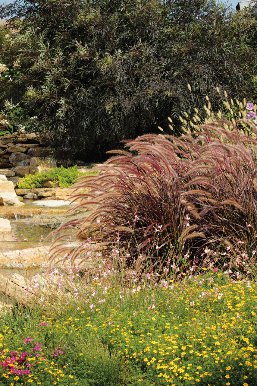 Pennisetum setaceum Graceful Grasses Purple Fountain Grass Romence Gardens Greenhouses
