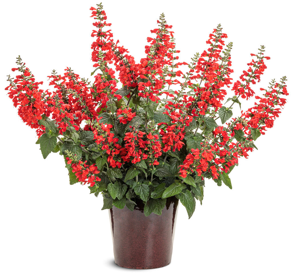 Salvia hybrid 'Unplugged® Red™' – Romence Gardens & Greenhouses