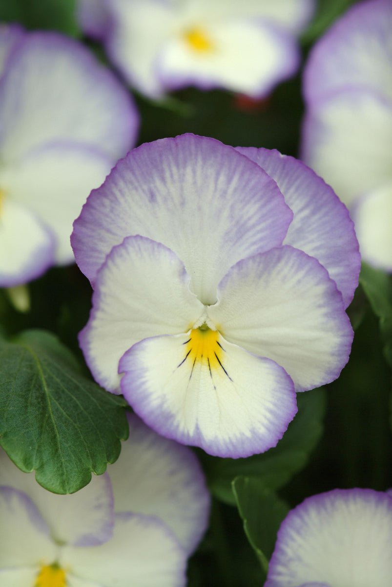 Viola 'Celestial Blue Moon' – Romence Gardens & Greenhouses